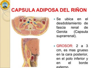 Anatomía de los Riñones | PPTX