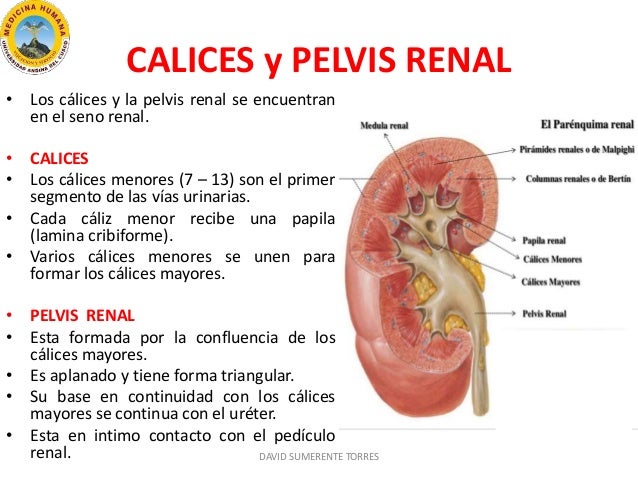 Anatomía de los Conductos Excretores de los Riñones