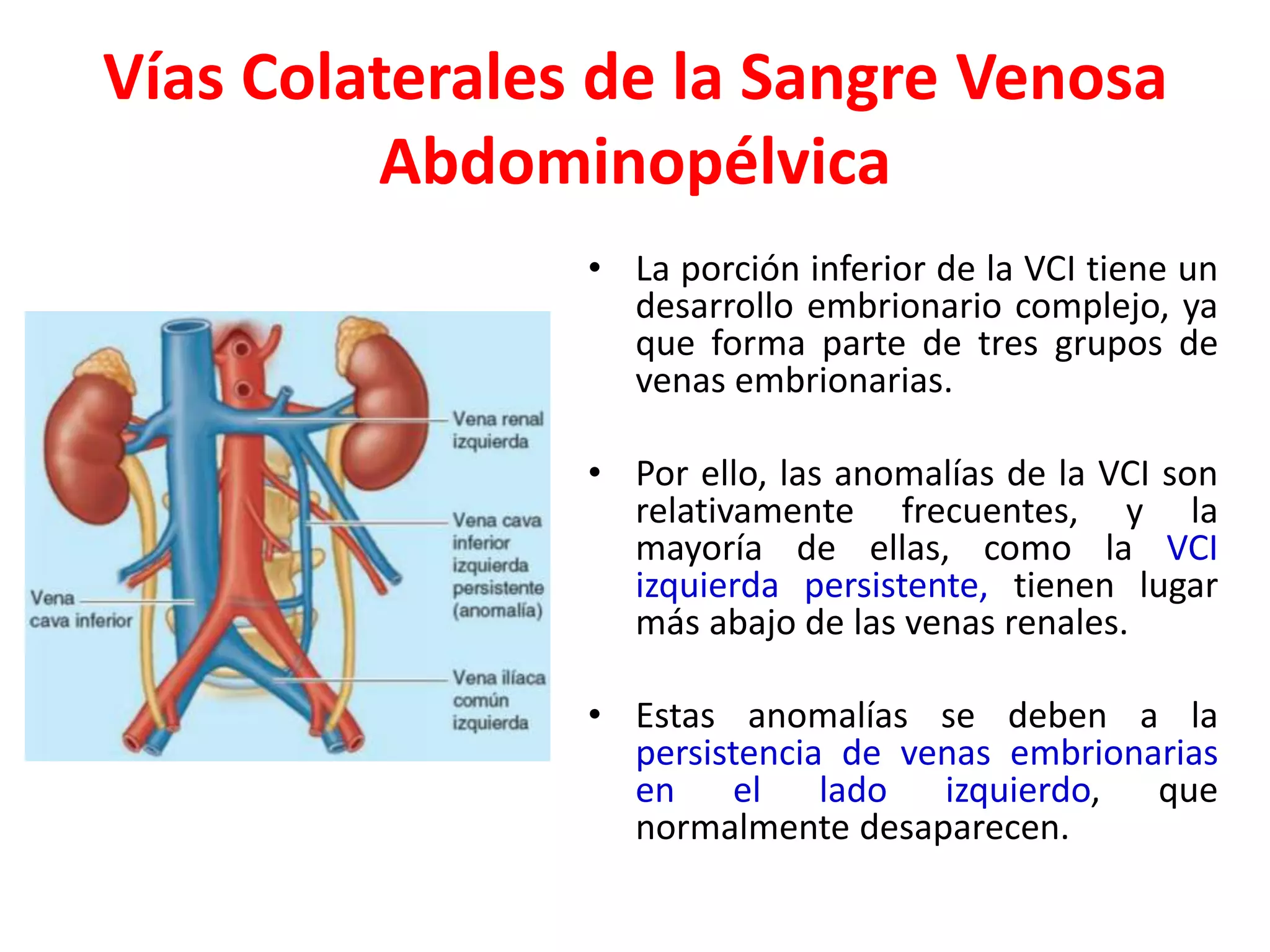 Anatomía de los Grandes Vasos del Retroperitoneo | PPTX