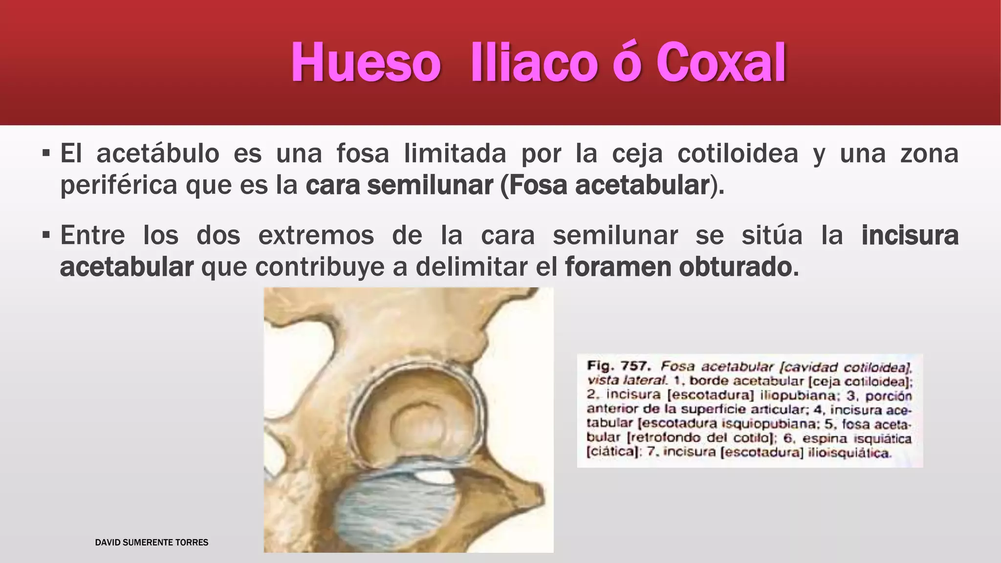 Anatomía de la Pelvis | PPTX