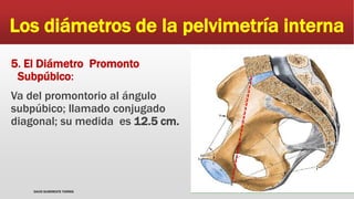 Anatomía de la Pelvis | PPTX