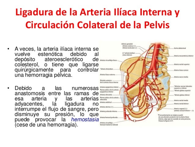 About: Arteria Iliaca Interna – Arteria iliaca interna: Anatomie ...