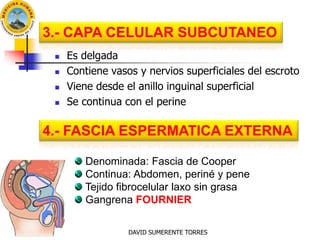 Anatomía de los Genitales Masculinos | PPTX