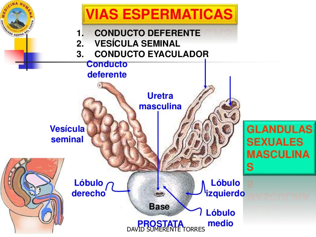 Anatomía de los Genitales Masculinos