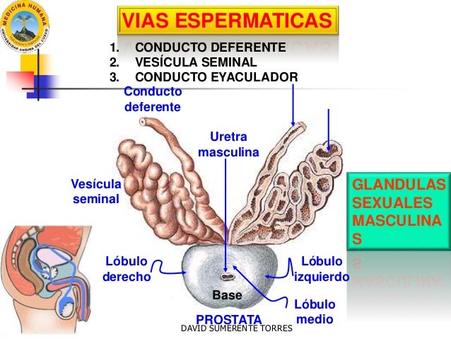 Anatomía de los Genitales Masculinos