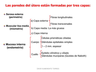 Anatomía de los Genitales Femeninos | PPTX