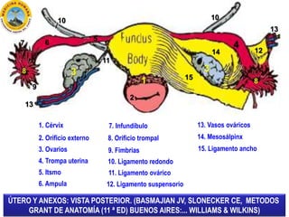 Infundíbulo Ligamento Pélvico