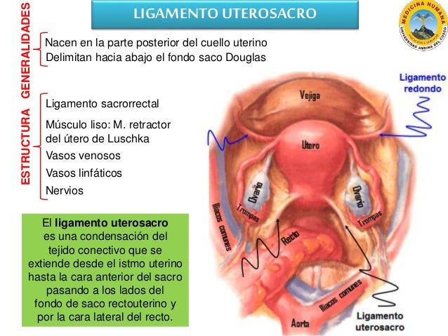 Anatomía De Los Genitales Femeninos