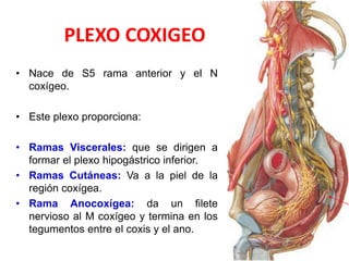 Inervación Nerviosa Lumbo-sacro | PPTX