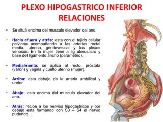 Inervación Nerviosa Lumbo Sacro Pptx