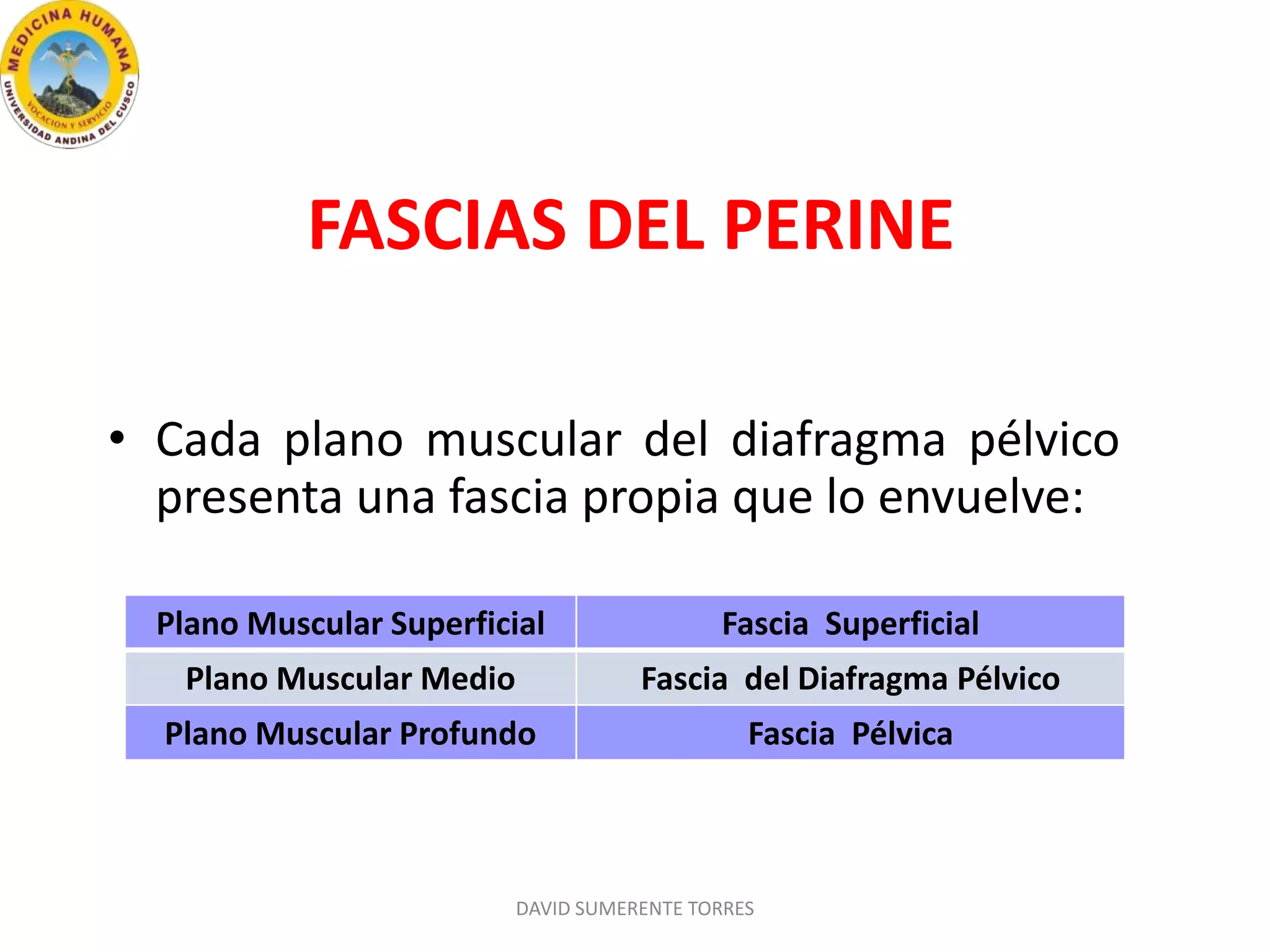 Anatomía de la Región Perineal | PPTX