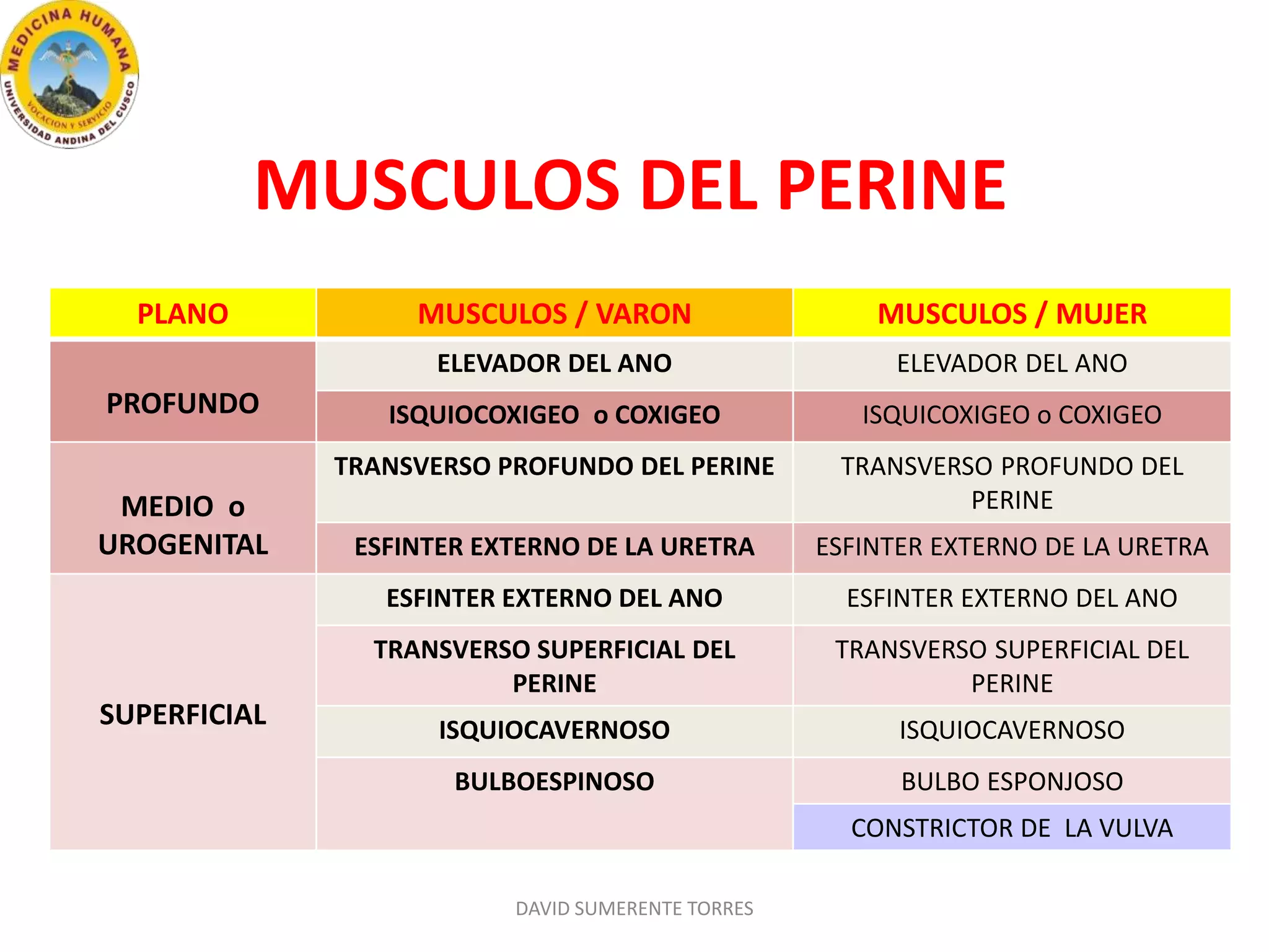 Anatomía de la Región Perineal | PPTX