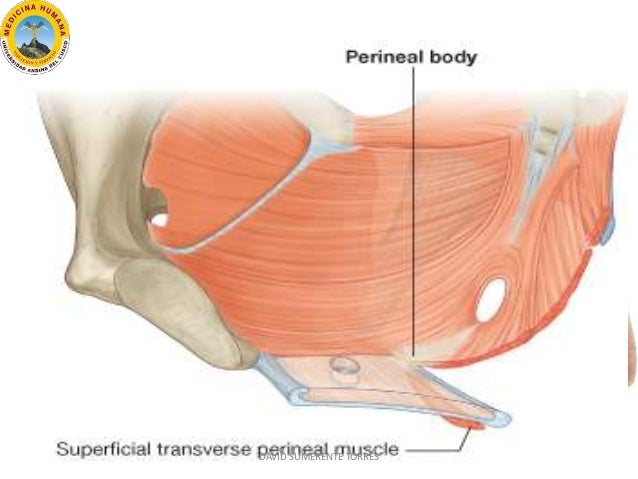 Anatomía de la Región Perineal