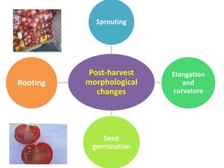 Post-harvest physiological approaches for preservation of Fruits and ...