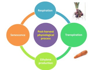 Post-harvest physiological approaches for preservation of Fruits and ...