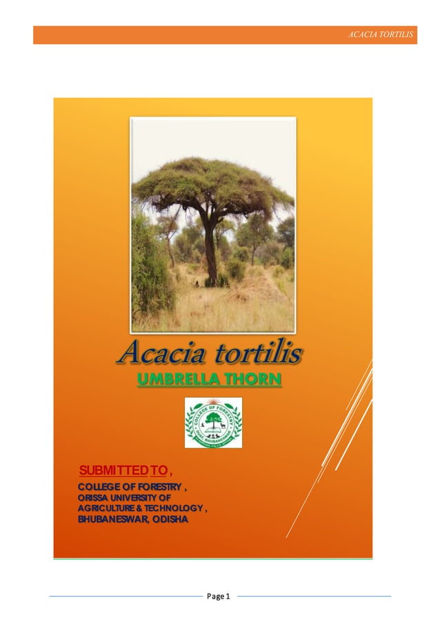 Acacia tortilis. Introdution, Distribution, phenology, Silvicultural ...