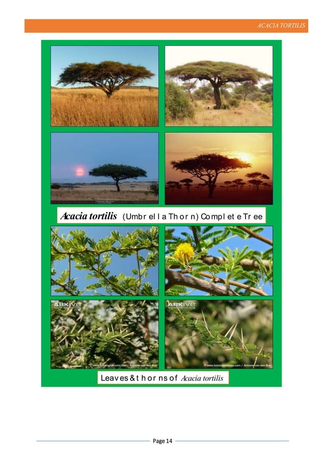 Acacia tortilis. Introdution, Distribution, phenology, Silvicultural ...
