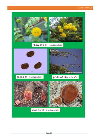 Acacia tortilis. Introdution, Distribution, phenology, Silvicultural ...