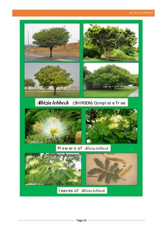 Acacia tortilis. Introdution, Distribution, phenology, Silvicultural ...