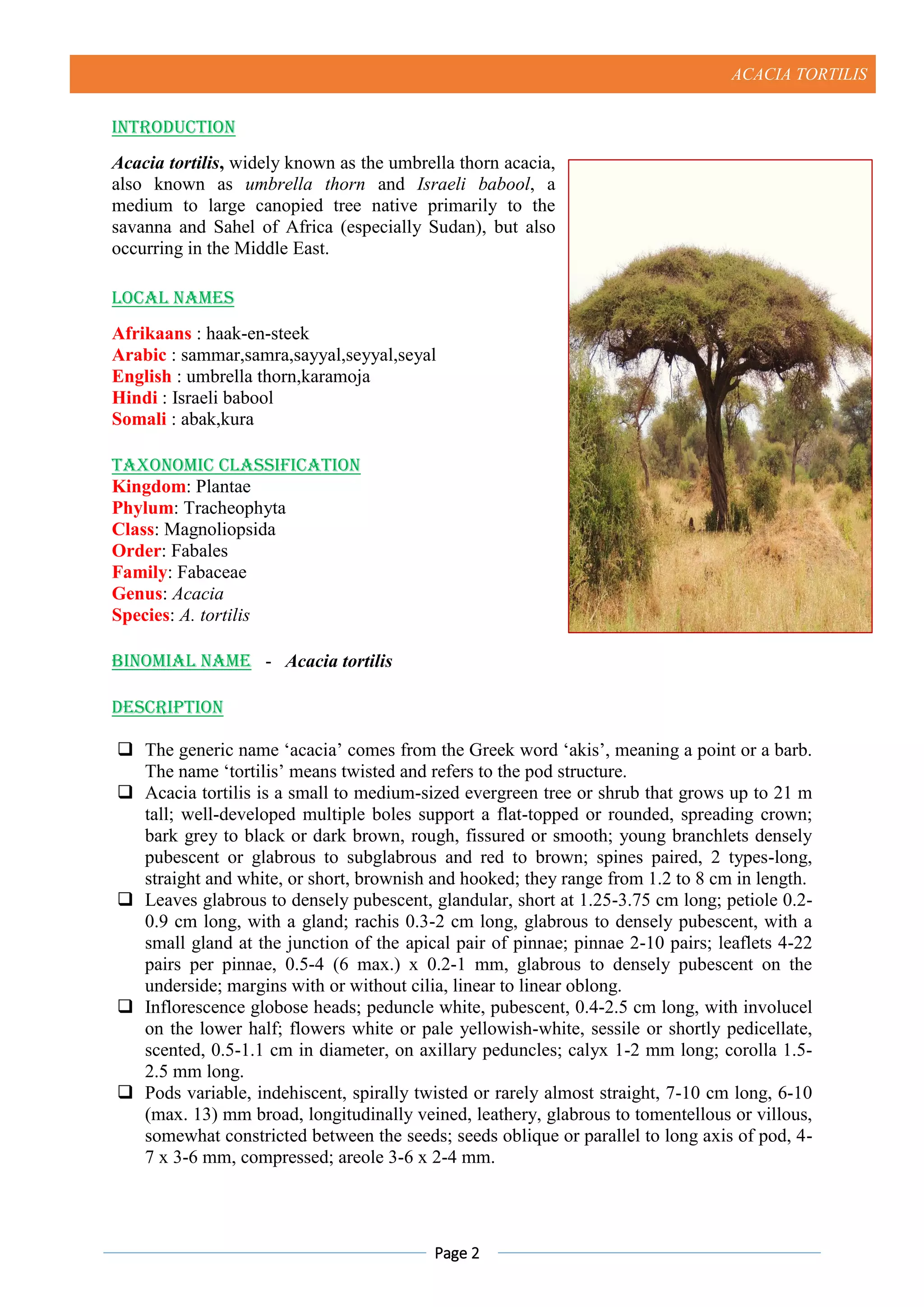 Umbrella thorn (Acacia tortilis) | PDF