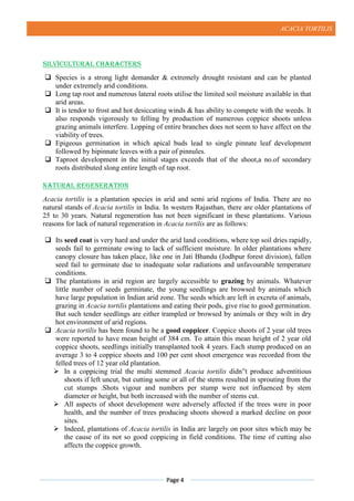 Umbrella thorn (Acacia tortilis) | PDF