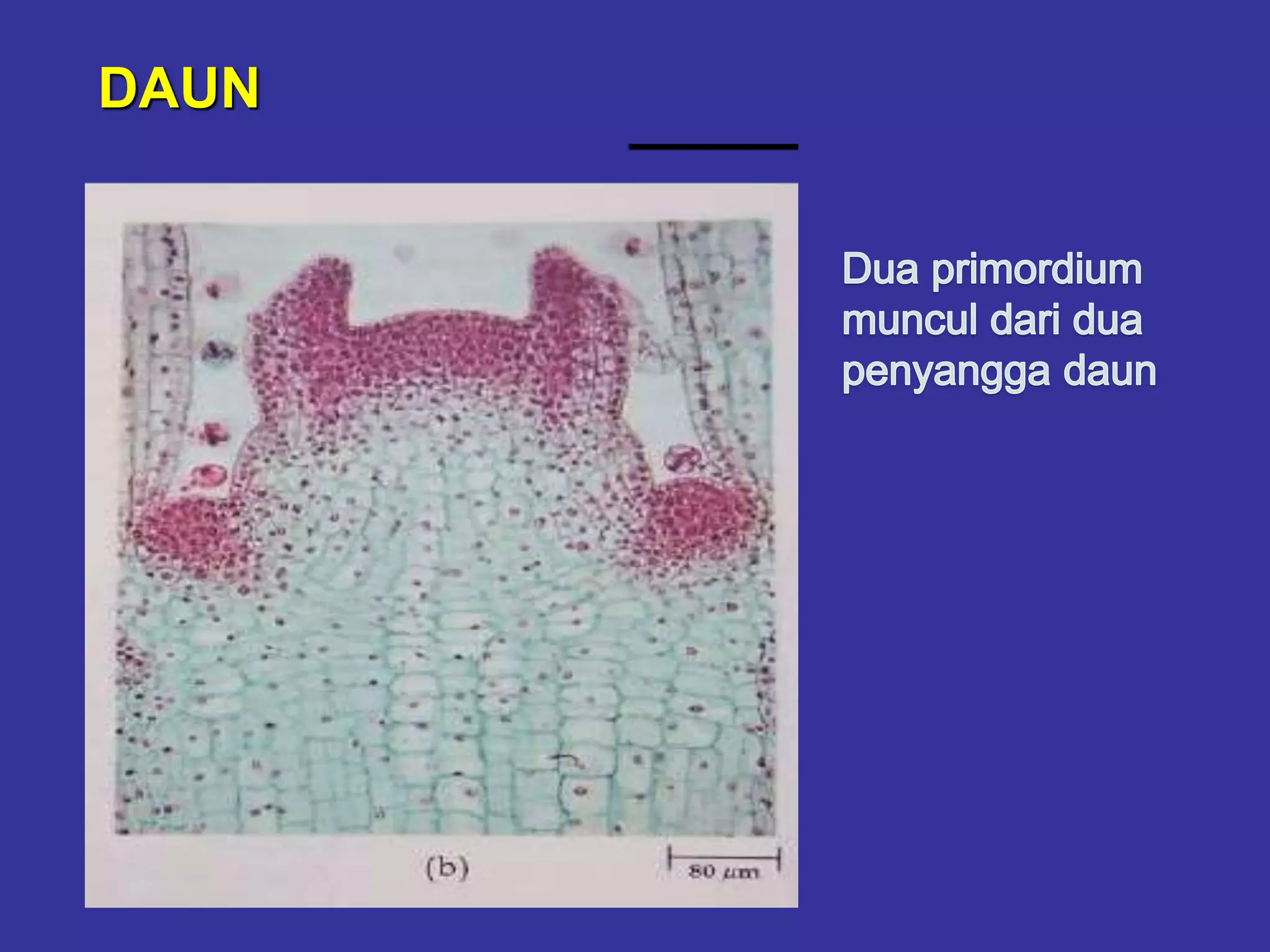 PPT pertumbuhan daunTUGAS BIOLOGI KULIAH RINI | PPTX