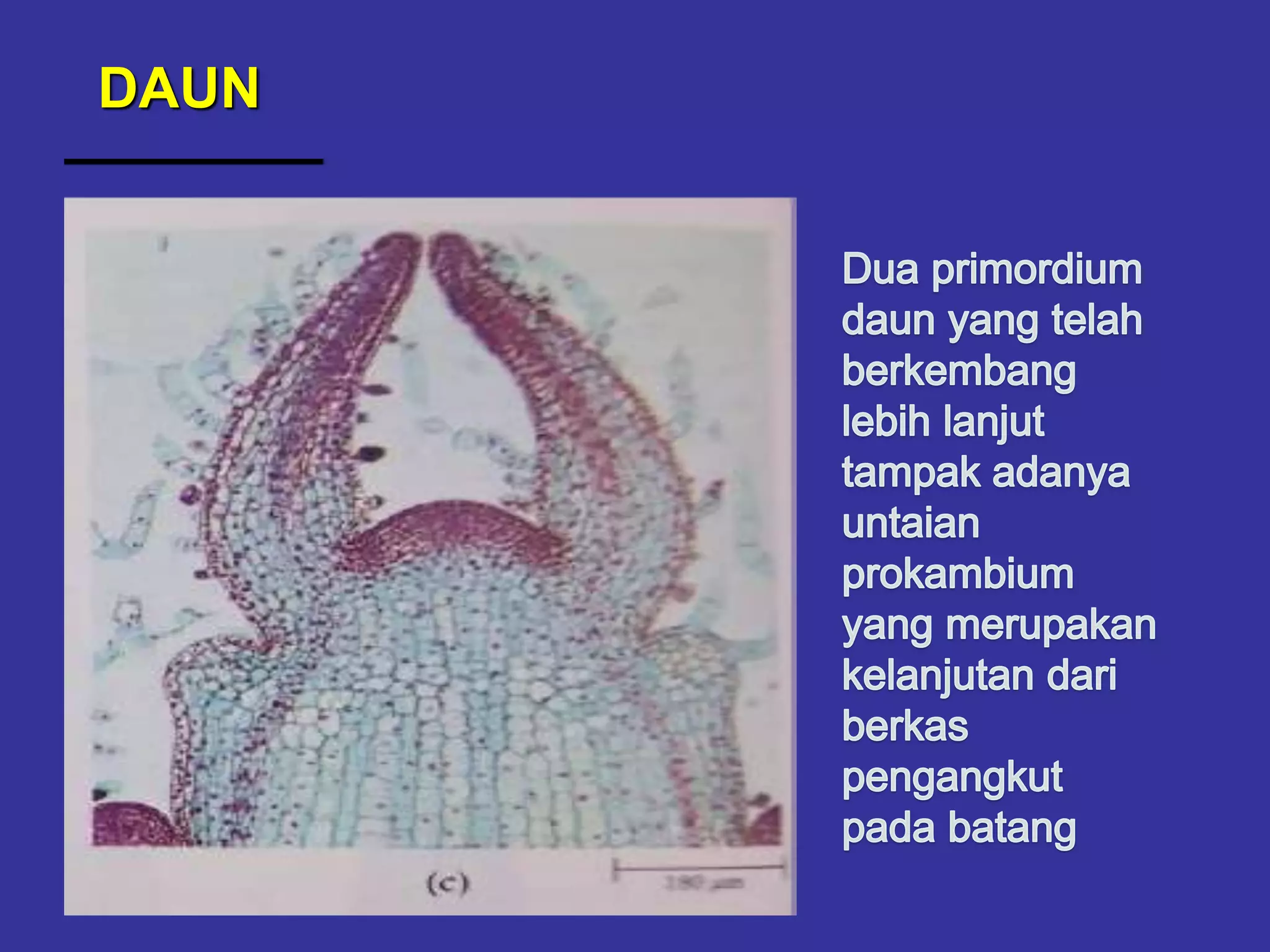 PPT pertumbuhan daunTUGAS BIOLOGI KULIAH RINI | PPTX