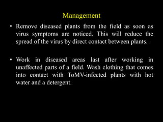 Tomato mosaic disease | PPTX