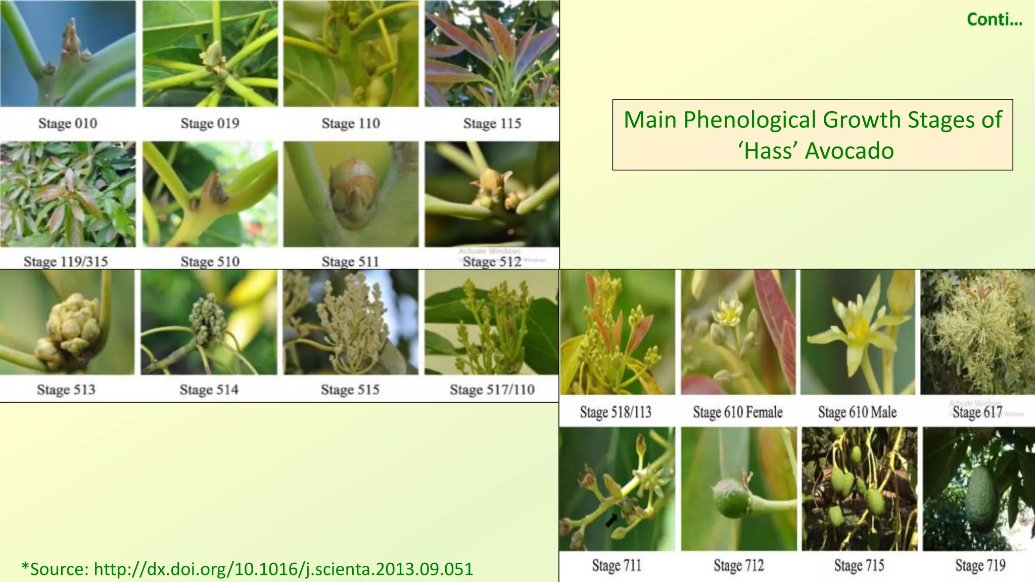 Avocado Breeding | PPTX