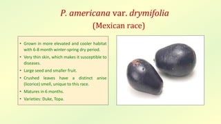 Avocado Breeding | PPTX