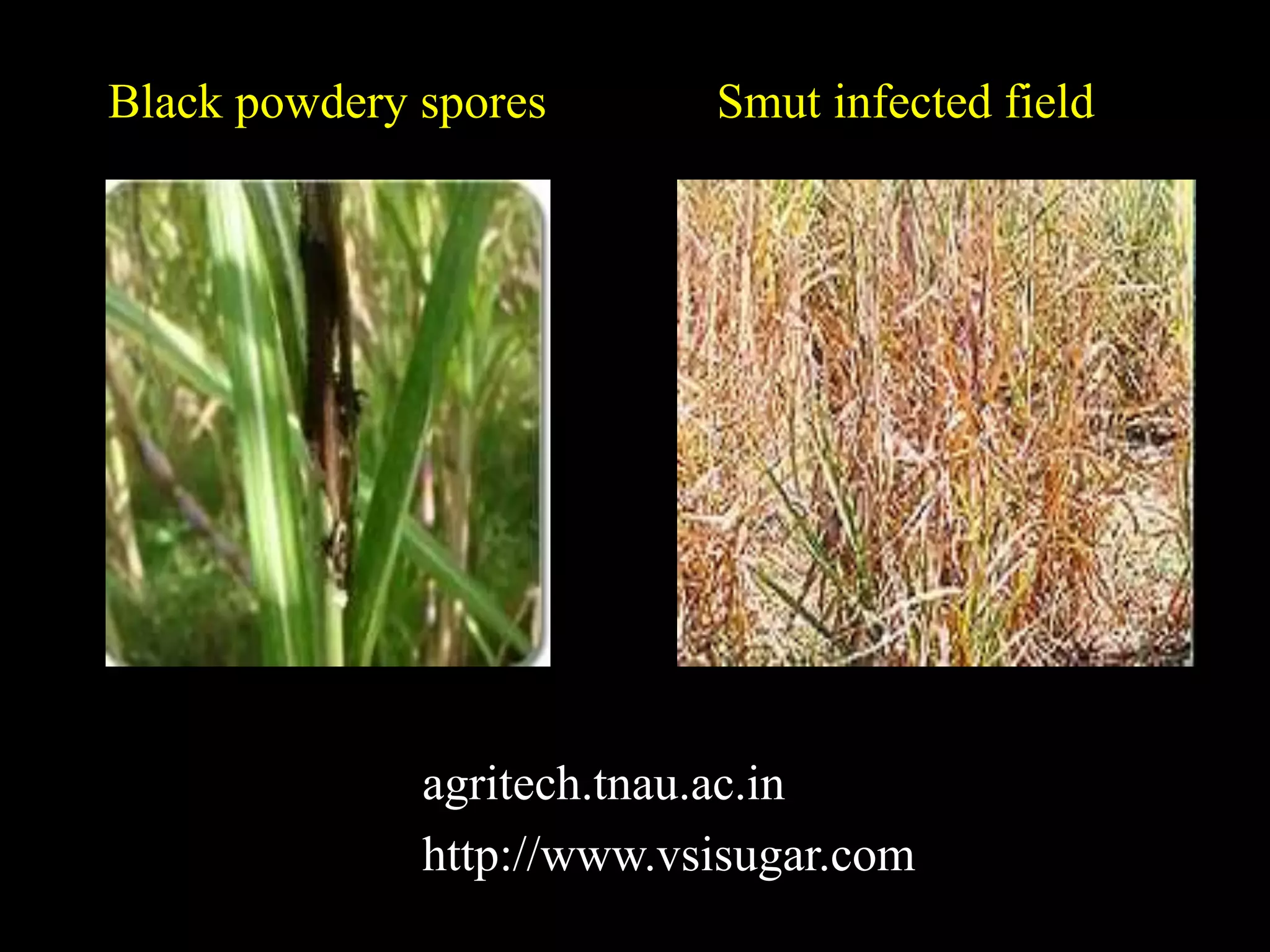 WHIP SMUT OF SUGARCANE | PPTX