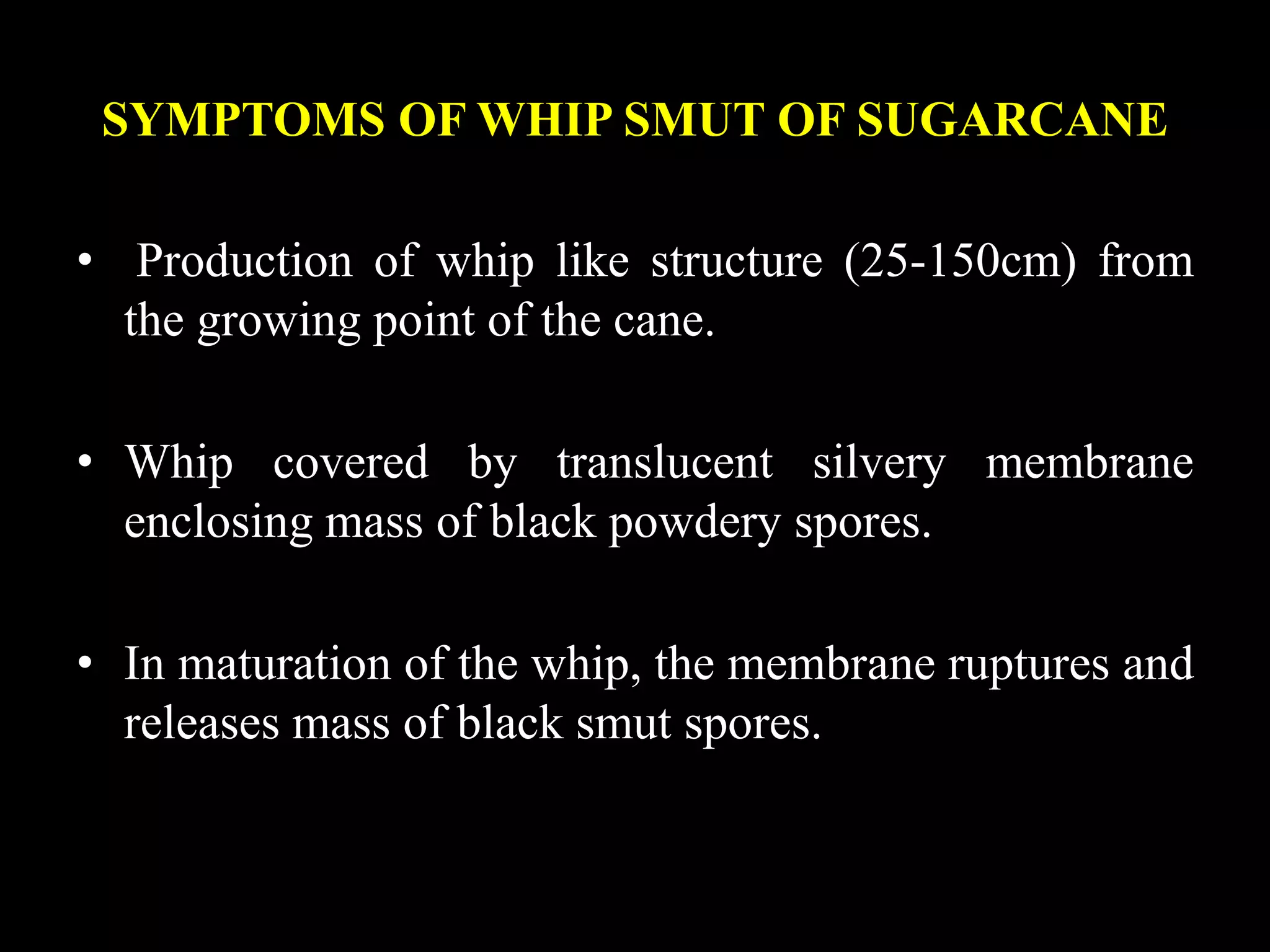 WHIP SMUT OF SUGARCANE | PPTX