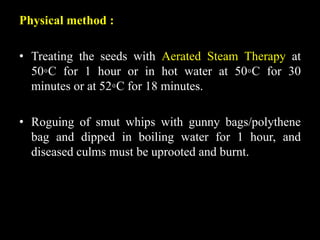 WHIP SMUT OF SUGARCANE | PPTX