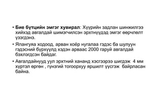 Адууны гастрофилёз (ходоодны гуурталт) | PPTX