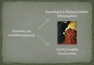 Η Καλλιέργεια της Σταφίδας | PPT