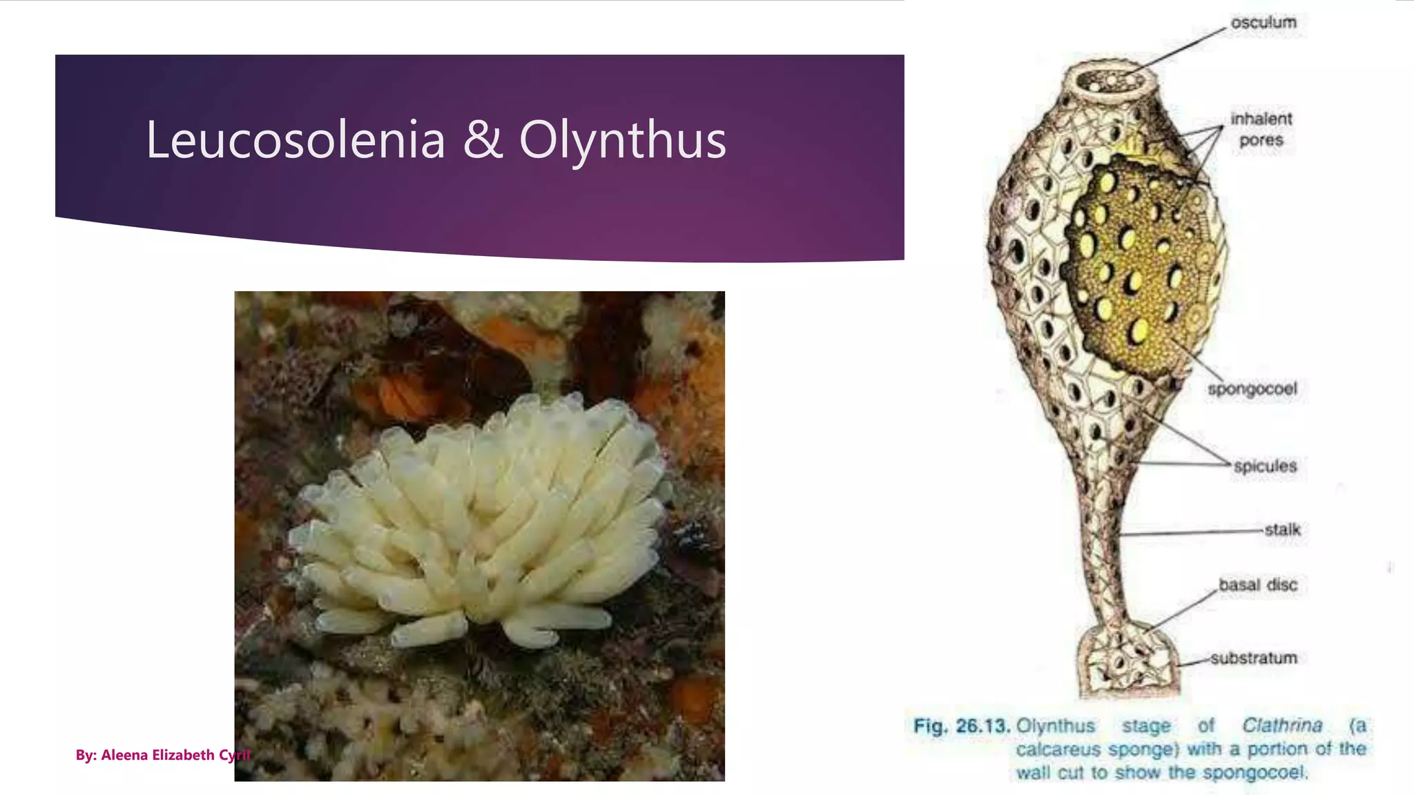 Canal system in sponges- Phylum Porifera | PPTX