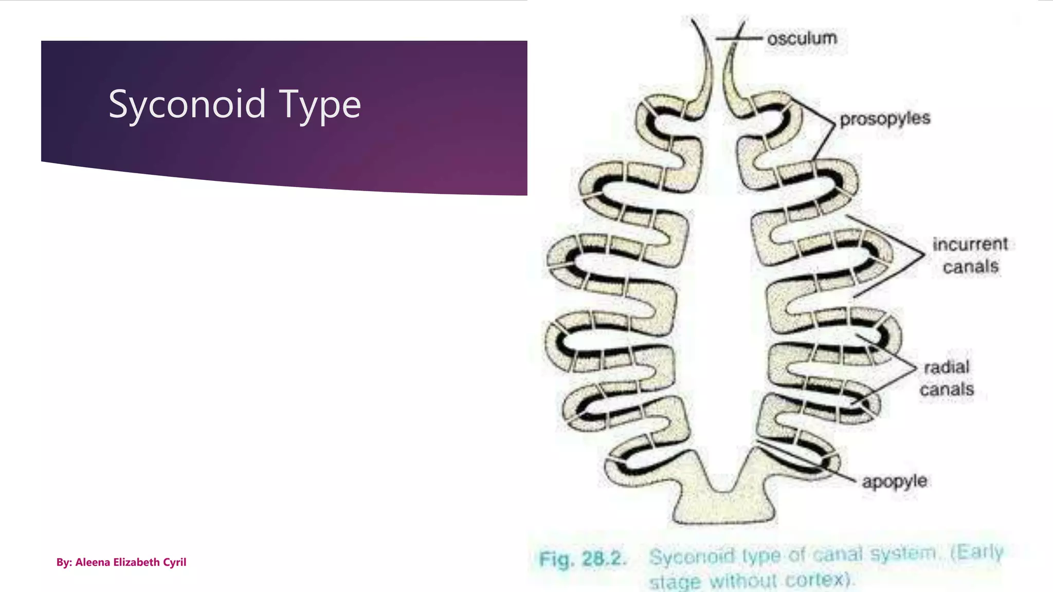 Canal system in sponges- Phylum Porifera | PPTX