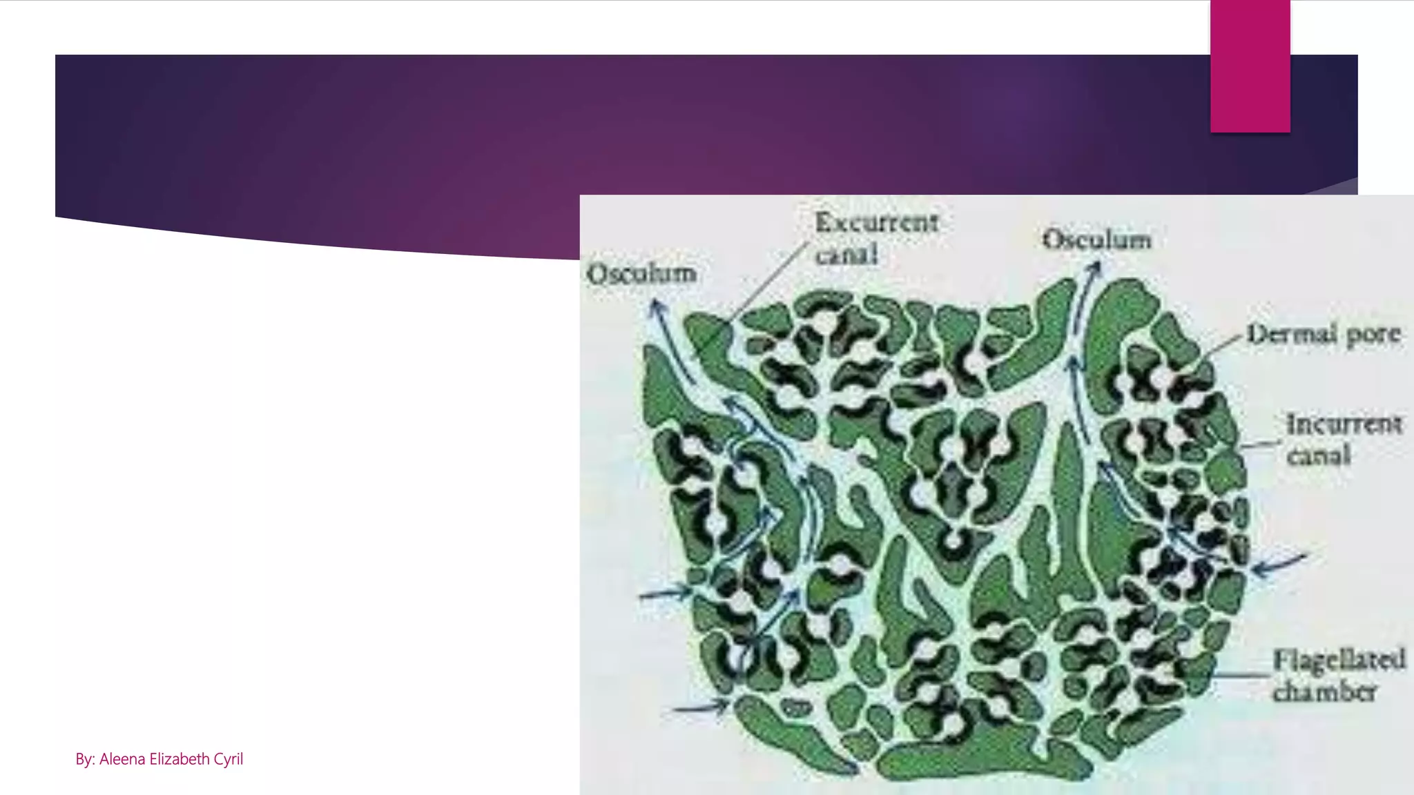 Canal system in sponges- Phylum Porifera | PPTX