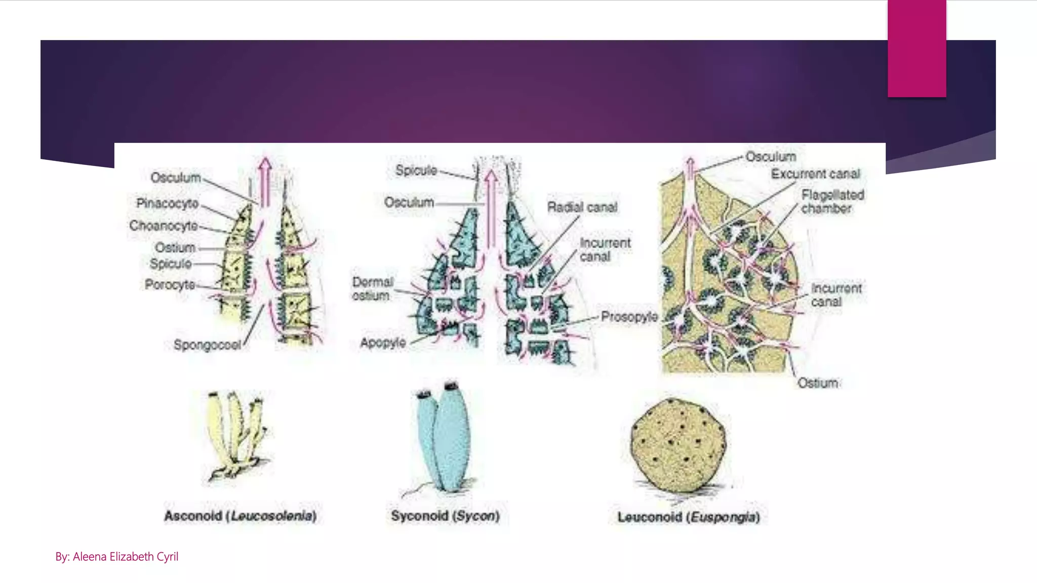 Canal system in sponges- Phylum Porifera | PPTX