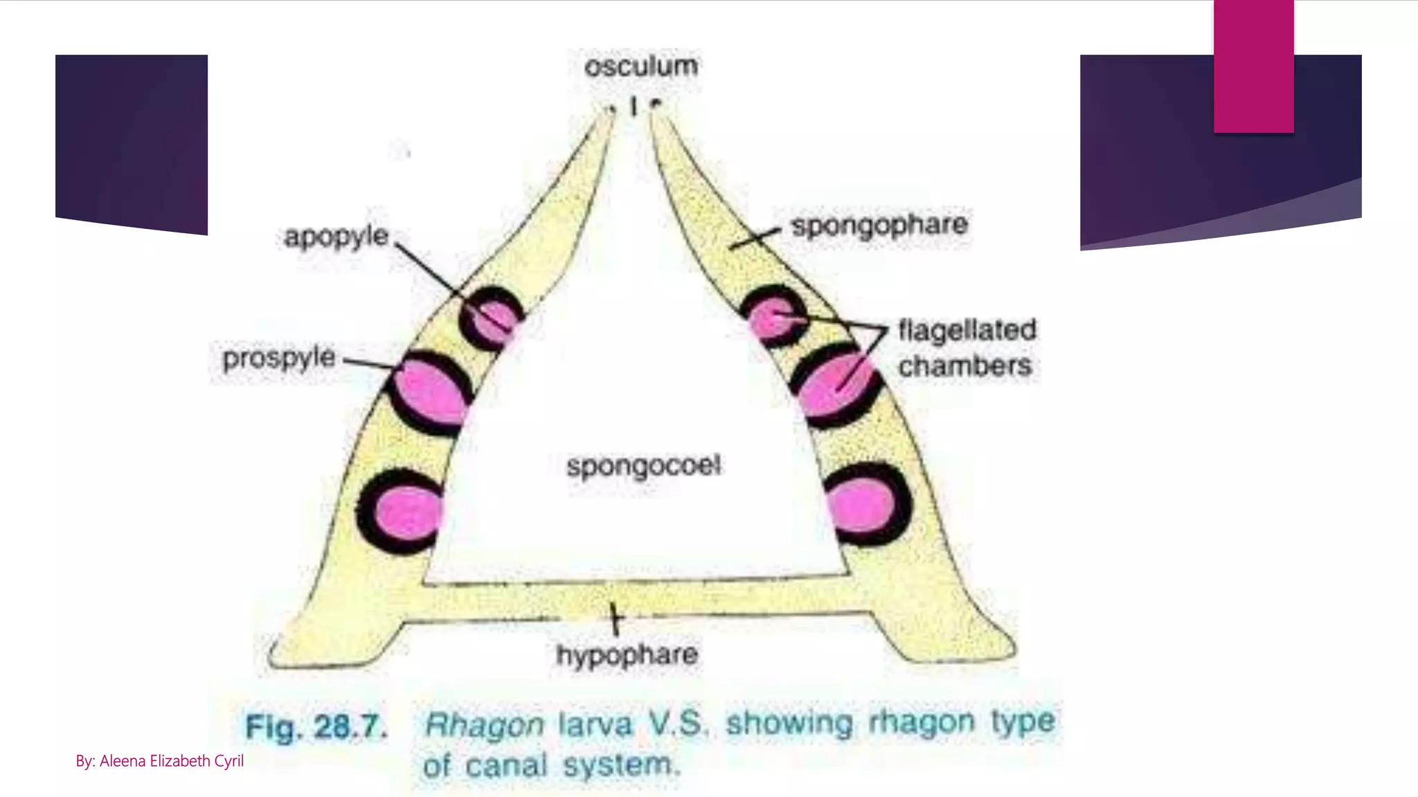 Canal system in sponges- Phylum Porifera | PPTX