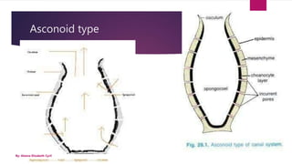 Canal system in sponges- Phylum Porifera | PPTX