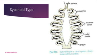 Canal system in sponges- Phylum Porifera | PPTX