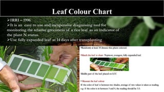 site specific. nutrient. management.pptx