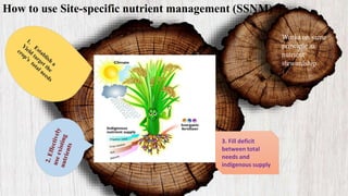 site specific. nutrient. management.pptx