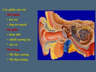 4. Cơ quan tiền đình - ốc tai | PDF