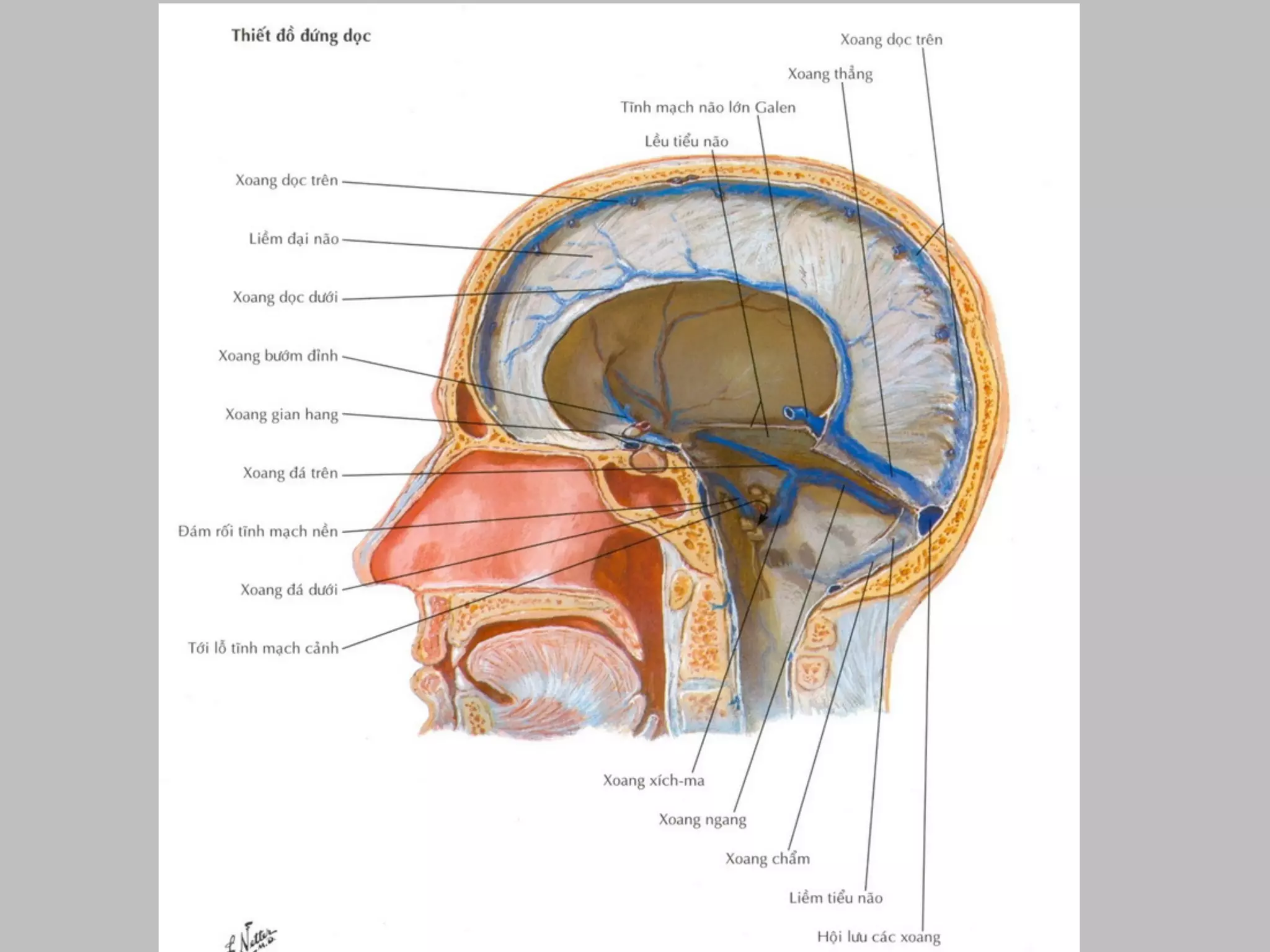 Giải phẫu Hệ Thần Kinh - UMP - VNU | PDF