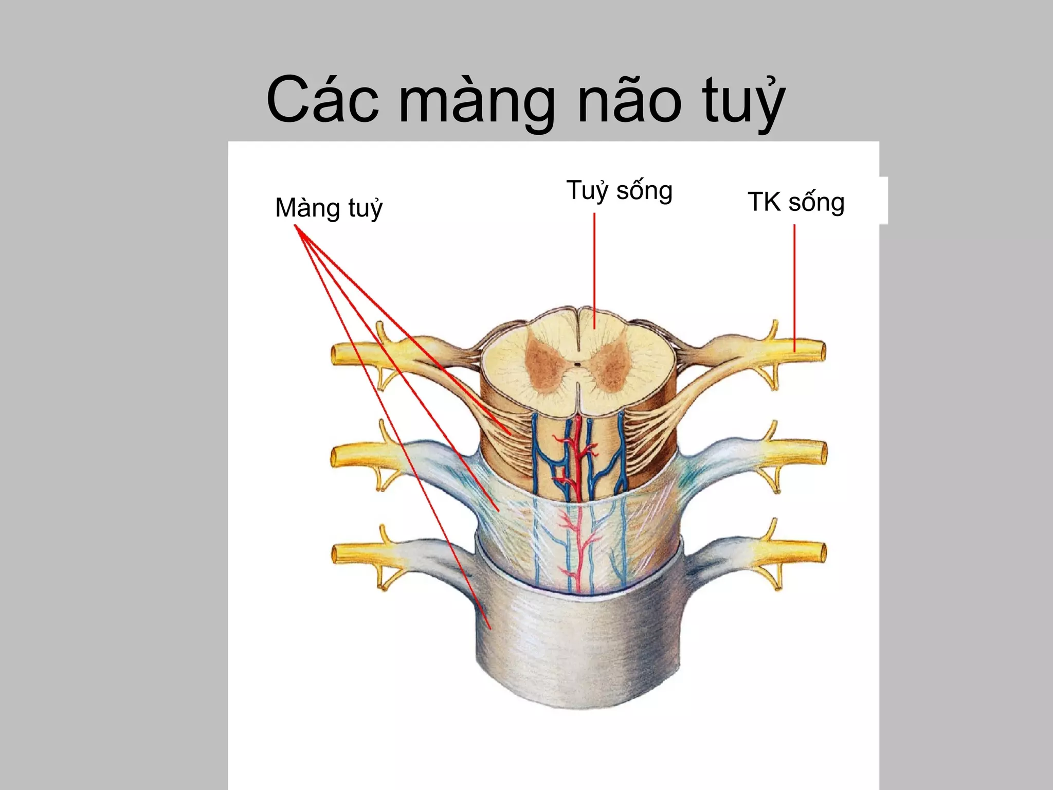 Giải phẫu Hệ Thần Kinh - UMP - VNU | PDF