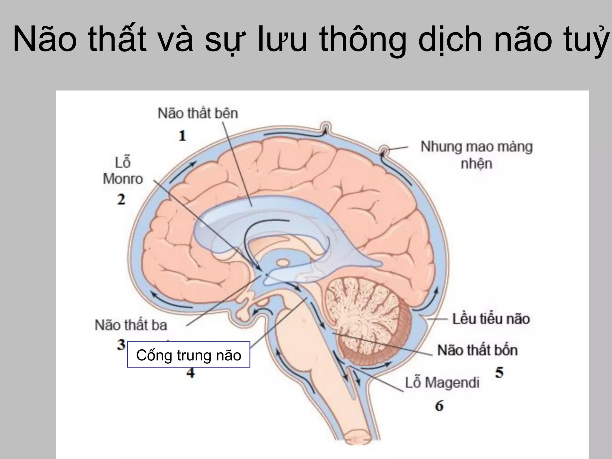 Giải phẫu Hệ Thần Kinh - UMP - VNU | PDF