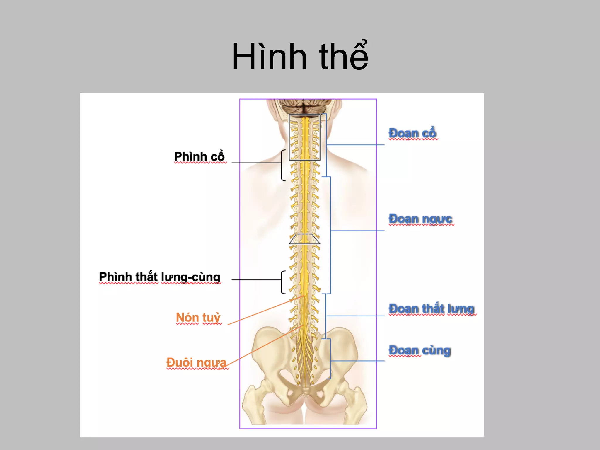 Giải phẫu Hệ Thần Kinh - UMP - VNU | PDF