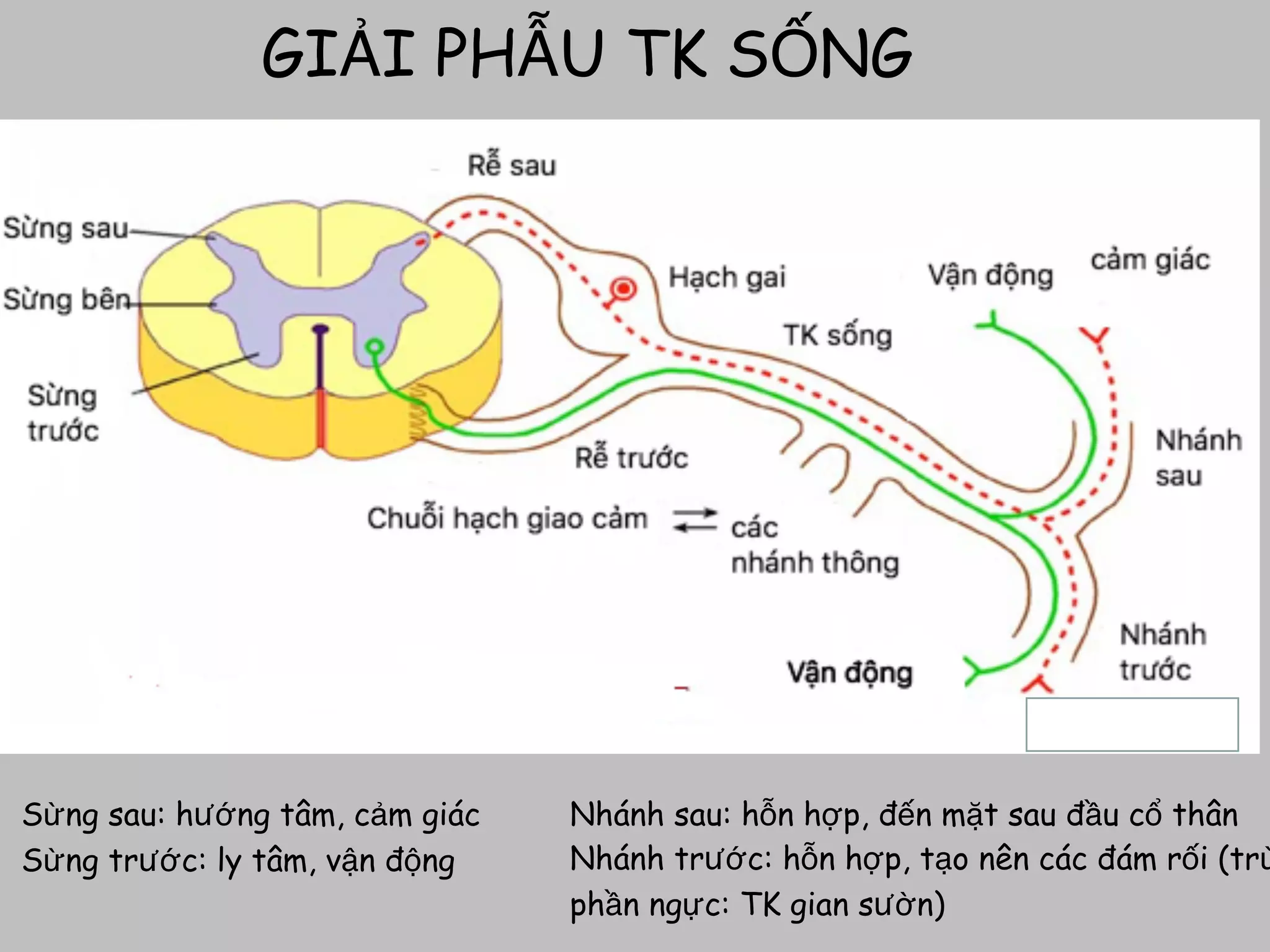 Giải phẫu Hệ Thần Kinh - UMP - VNU | PDF